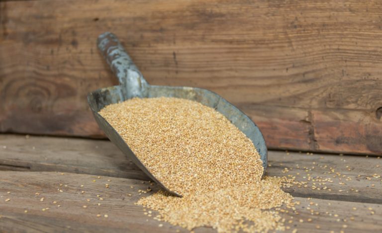 Nor-Feed | Plants and plant extracts for animal nutrition and health