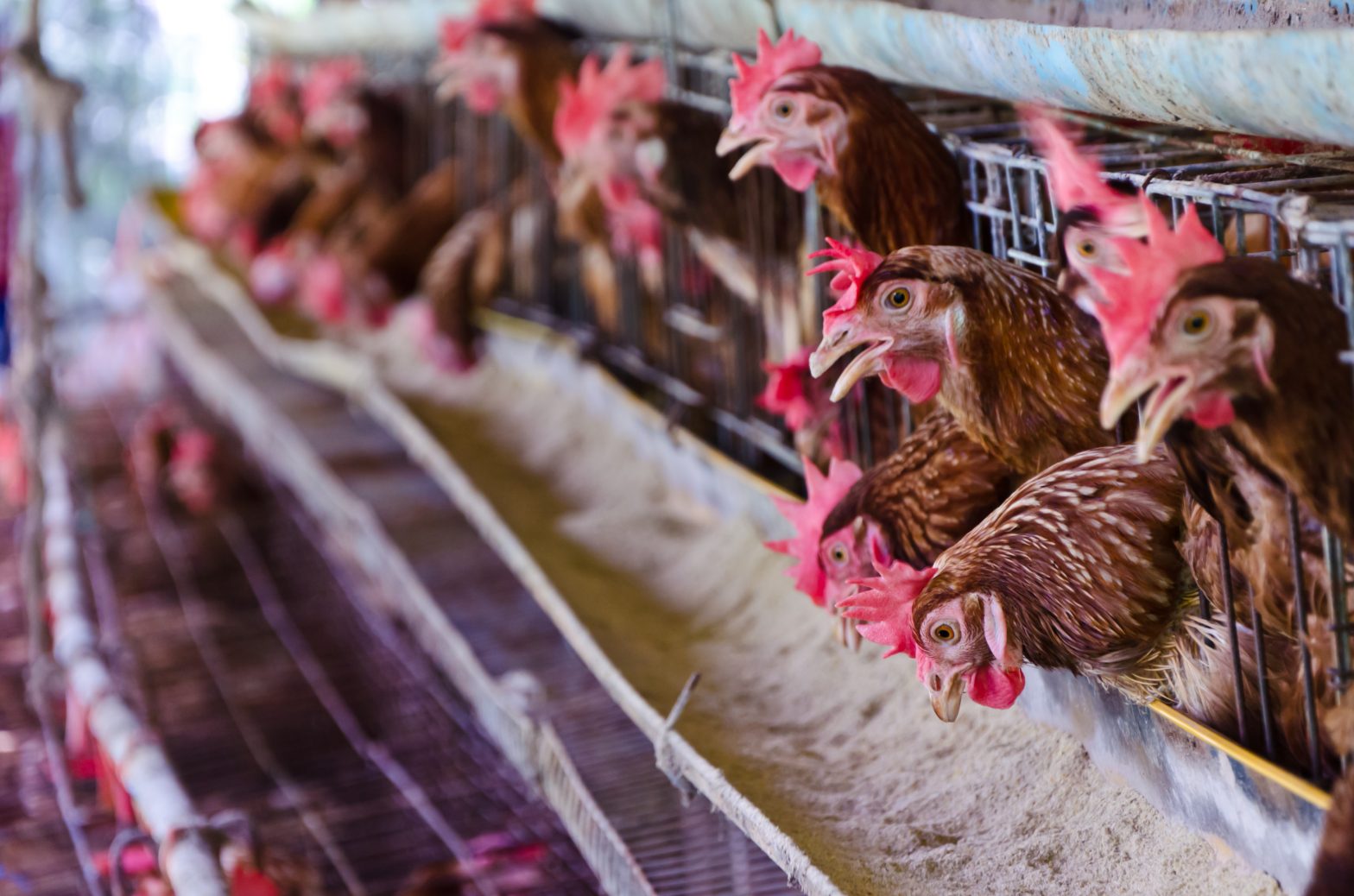 Nor-Feed | Plants and plant extracts for animal nutrition and health