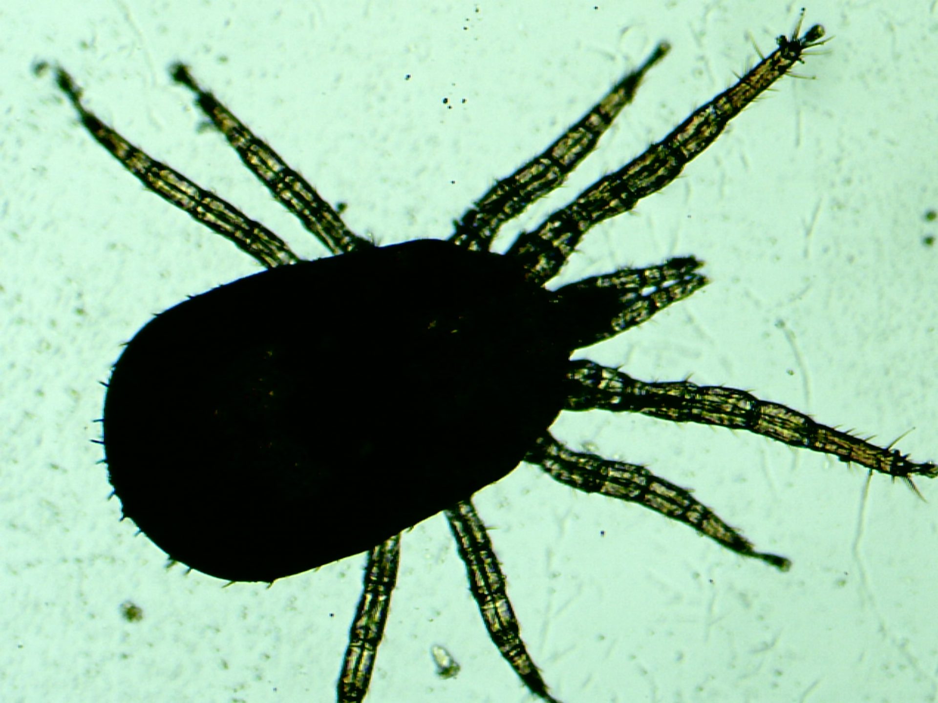 Nor-Feed | Contrôle des populations de poux rouges chez la poule pondeuse