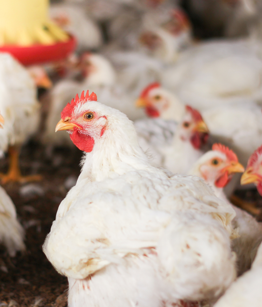 Managing birds' stress for better performances at slaughtering - Nor-Feed