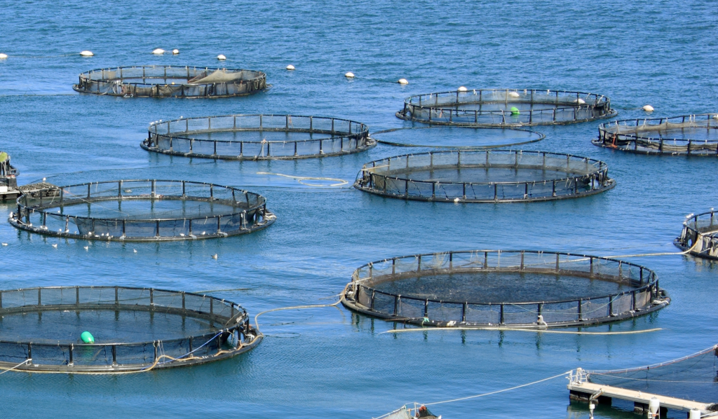Aquaculture: natural additives for animal nutrition and welfare