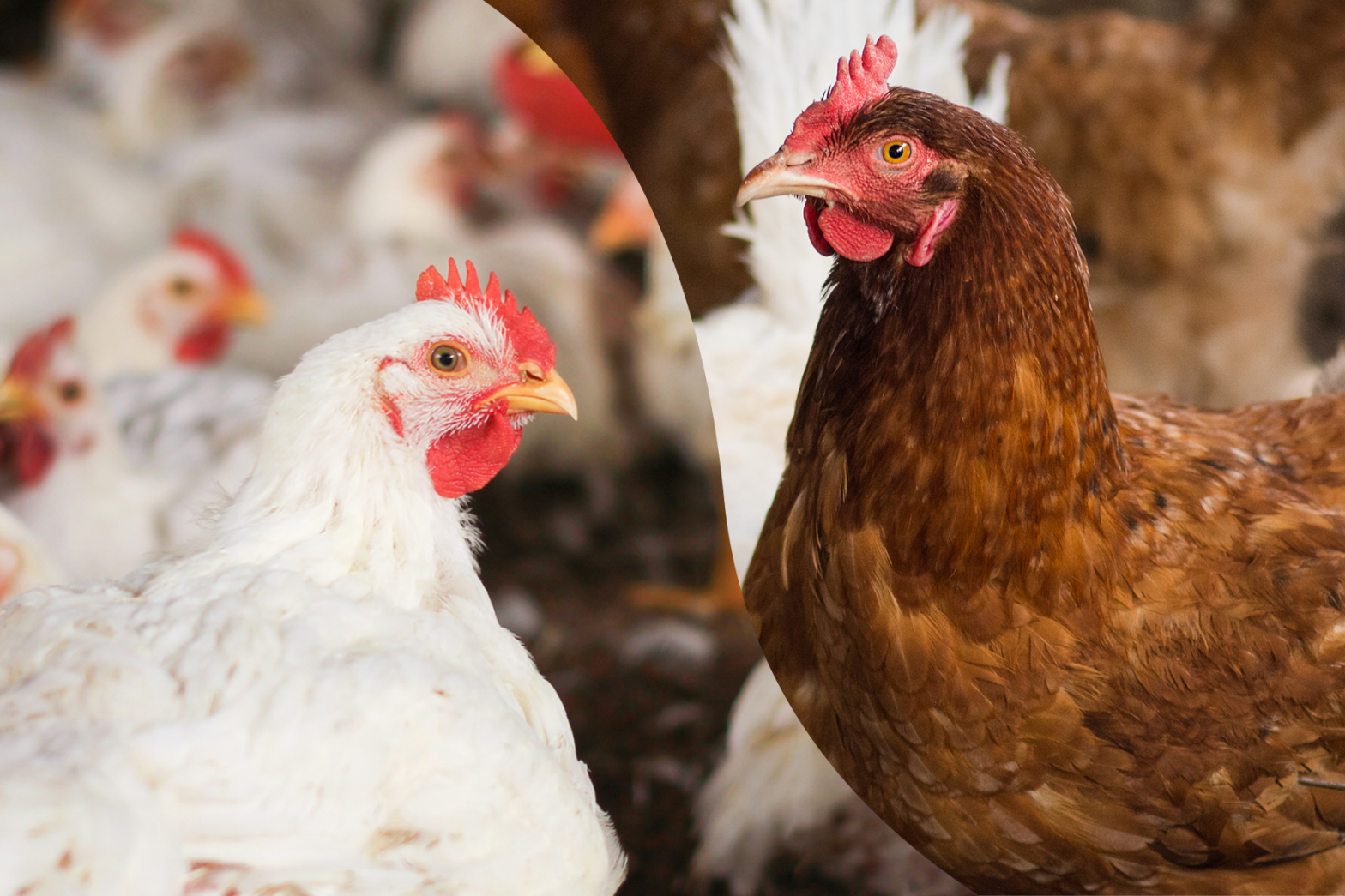 Aviculture : des additifs naturels pour l'alimentation et le bien-être ...