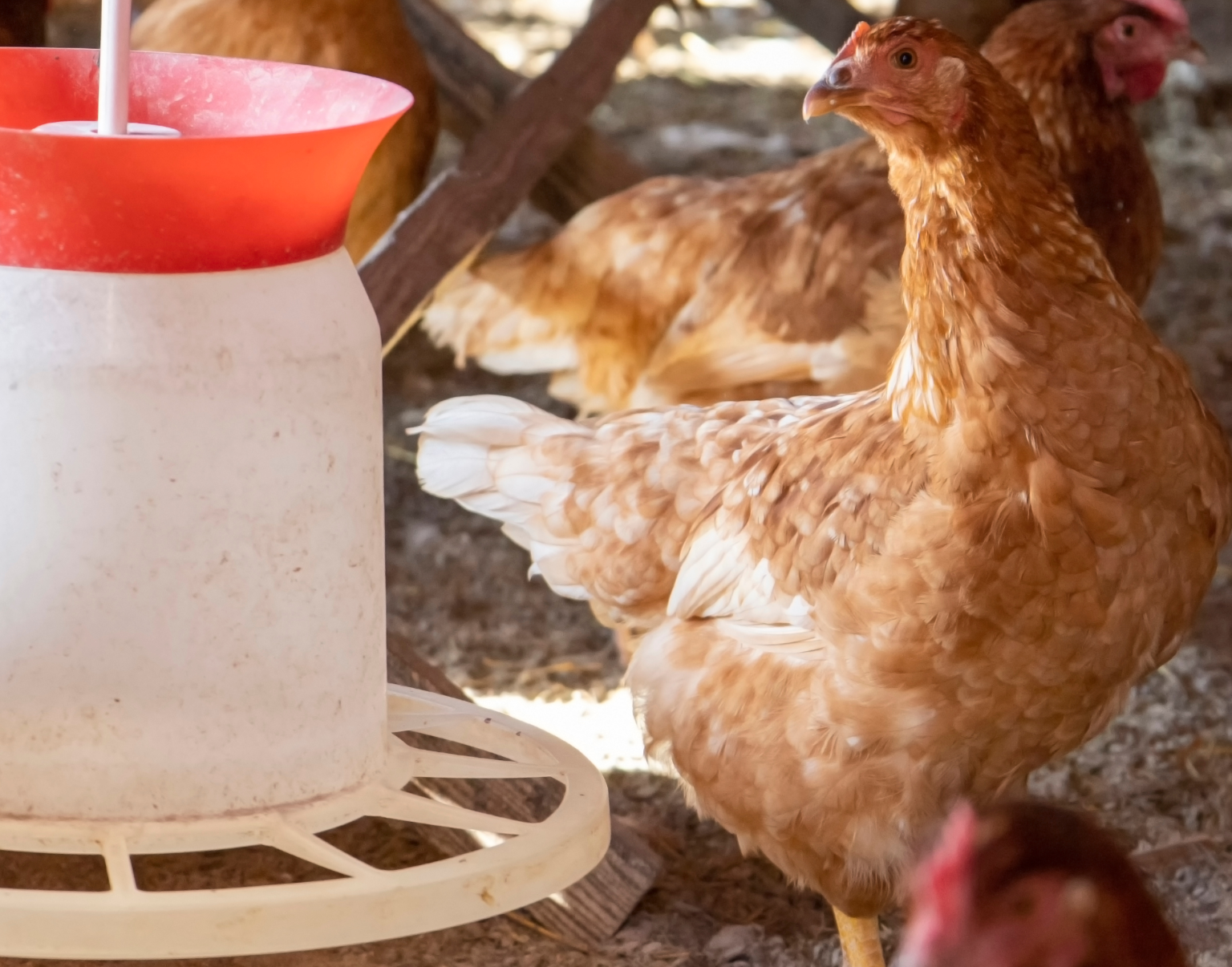 Light intensity increases feather pecking in laying hens - Nor-Feed