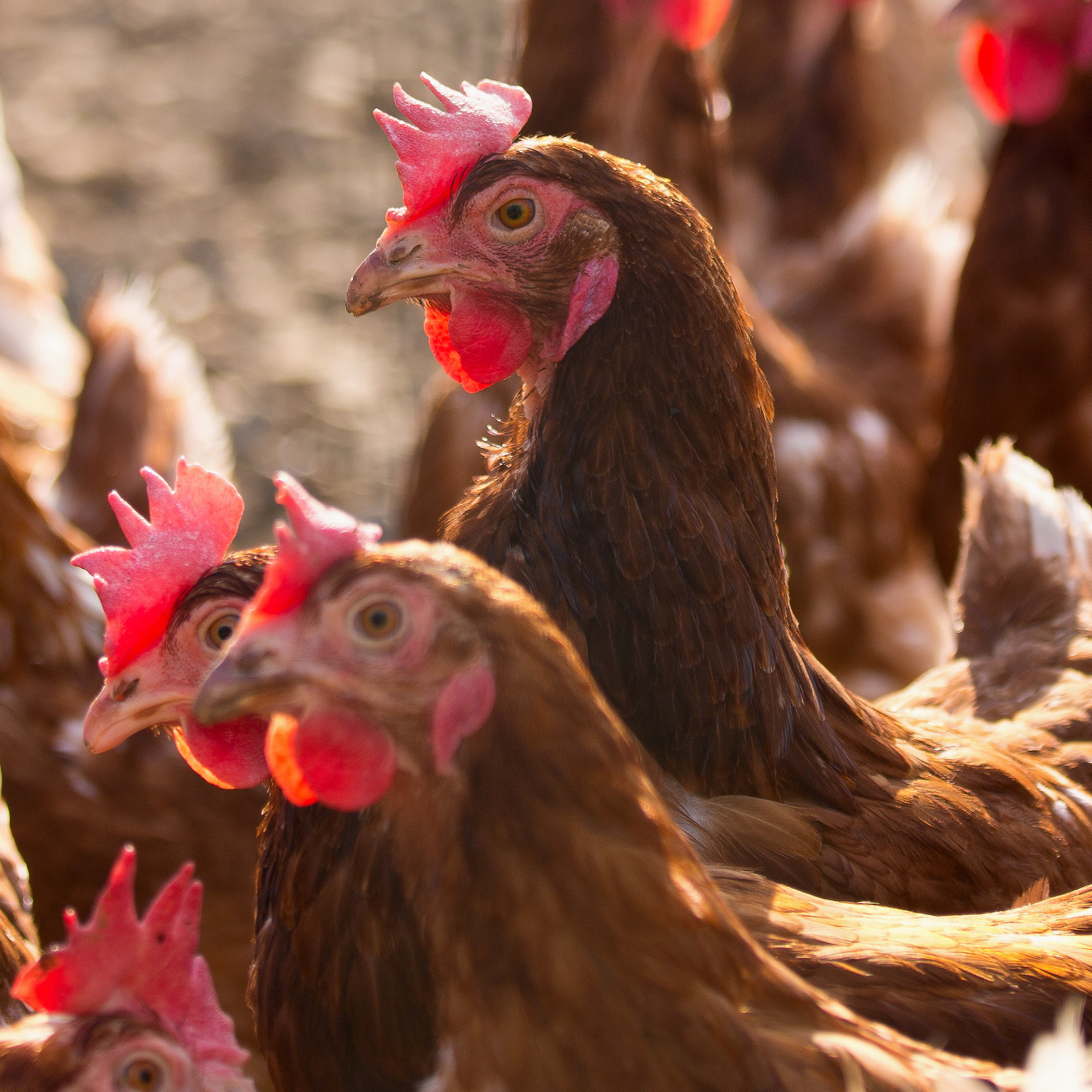 Light intensity increases feather pecking in laying hens - Nor-Feed