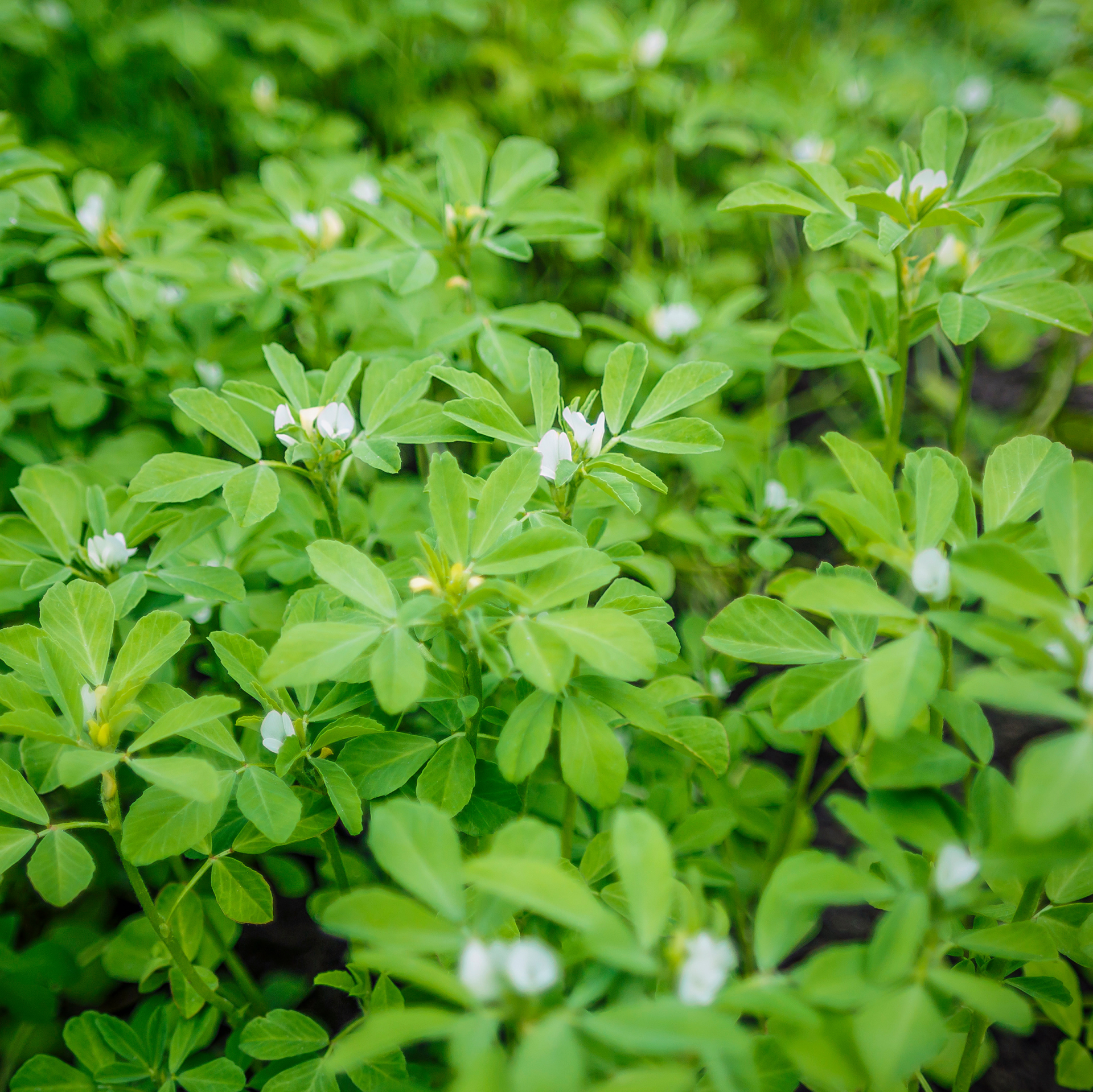 Saponin-Rich Plant Premixture Supplementation is As Efficient as ...