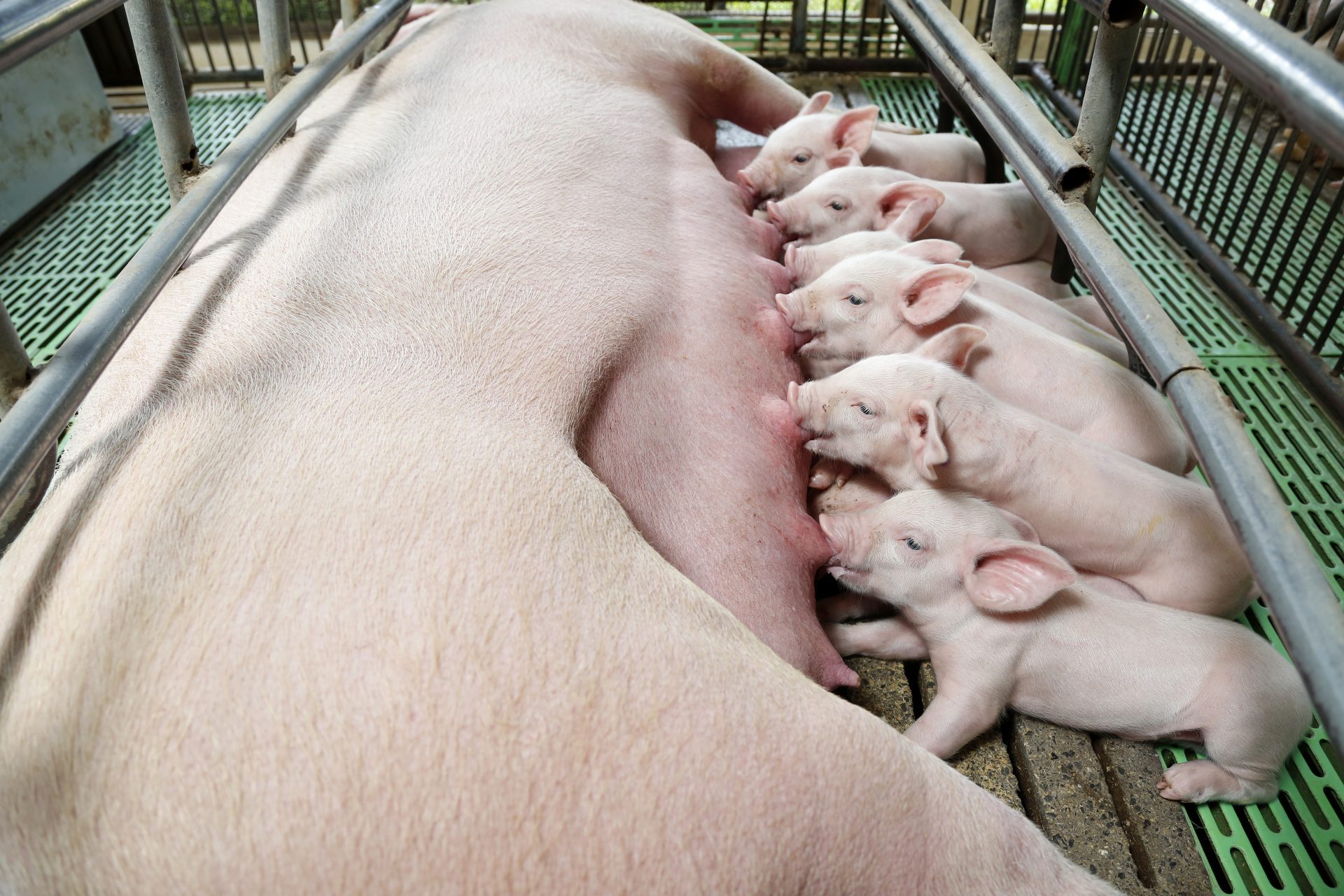 The impact of oxidative stress on high prolific sows at farrowing - Nor ...