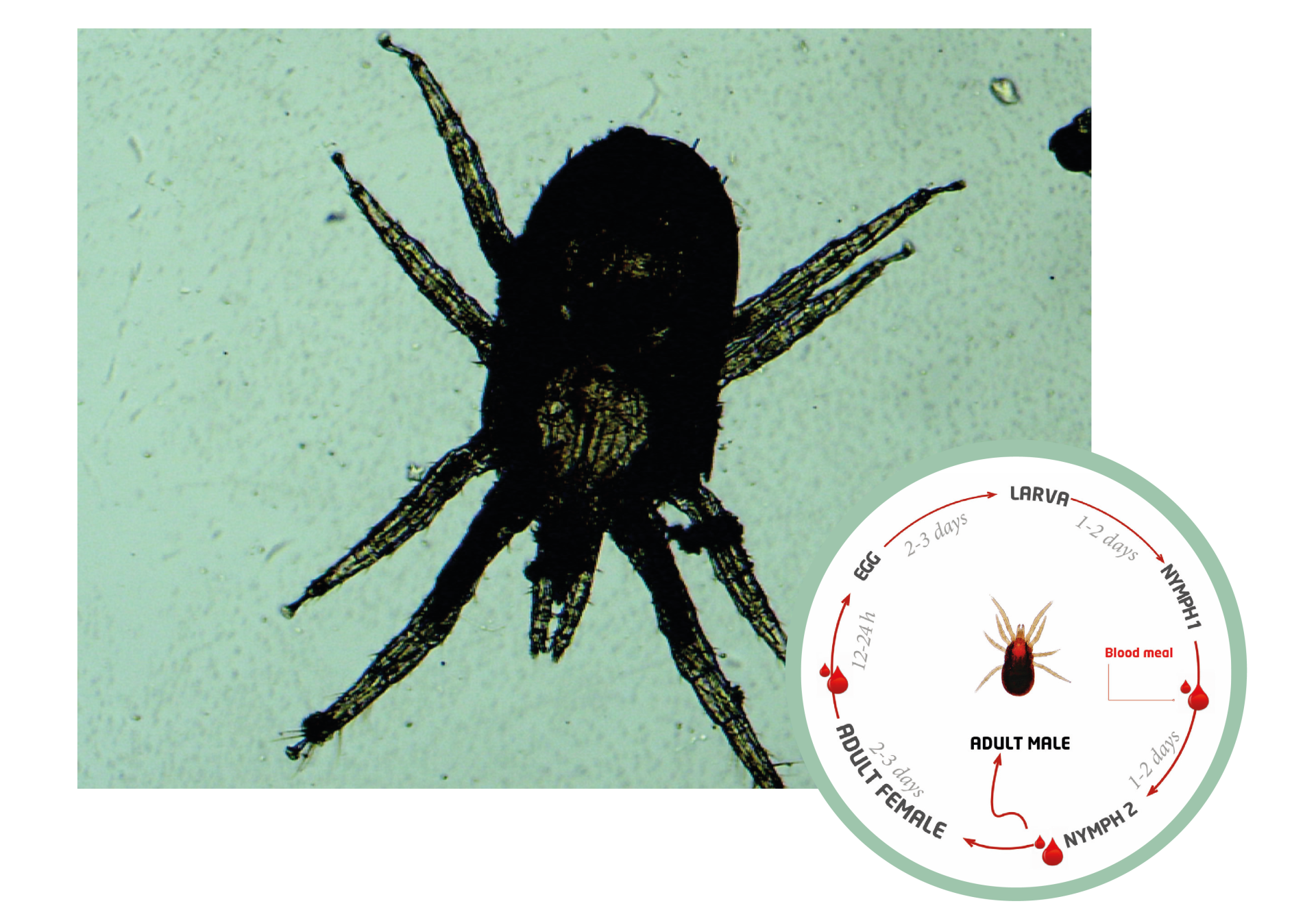 Nor-Mite®: In-feed repellent to contribute to the control of red mite ...
