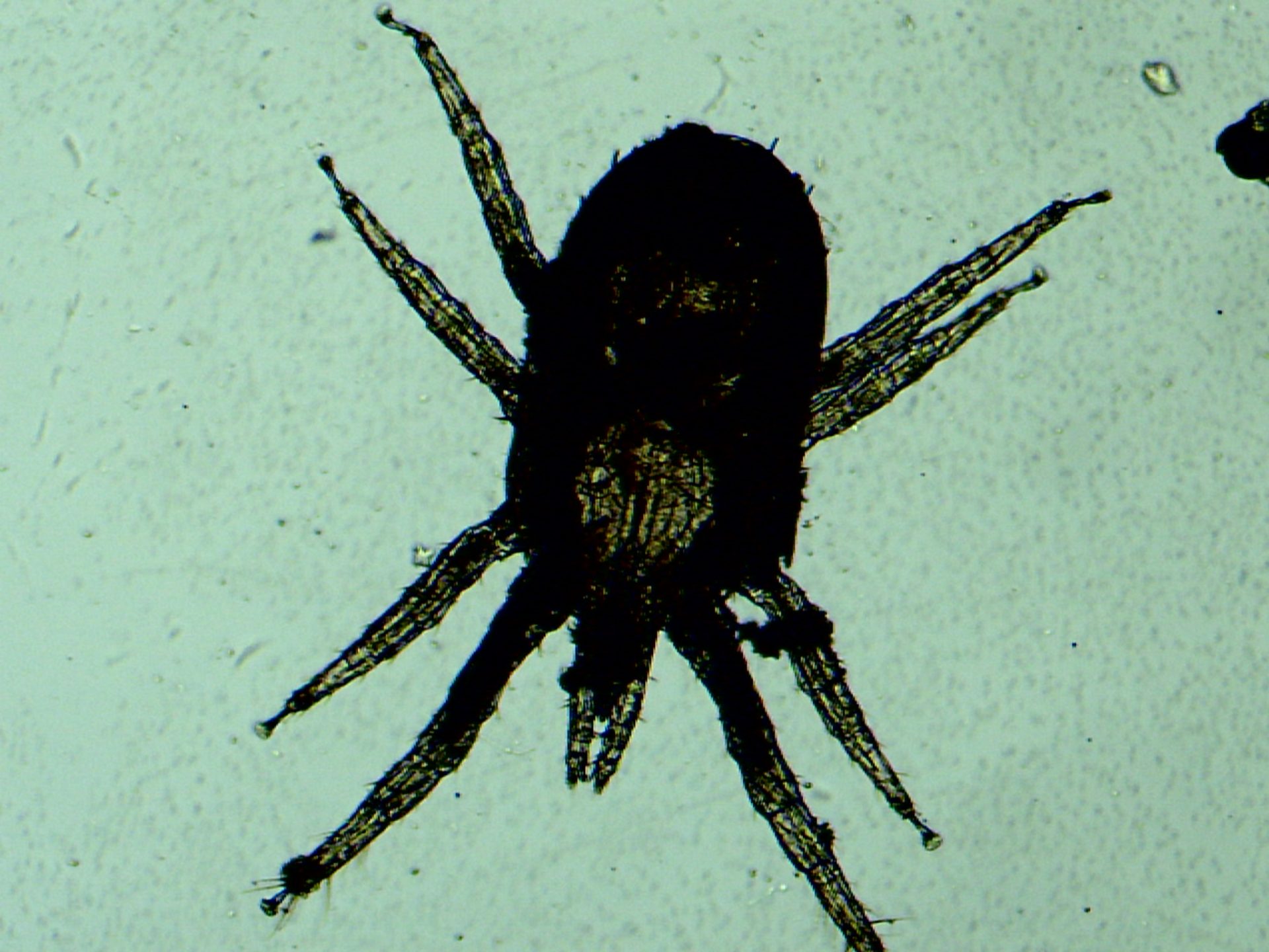 Red mites: an all-out strategy? - Nor-Feed