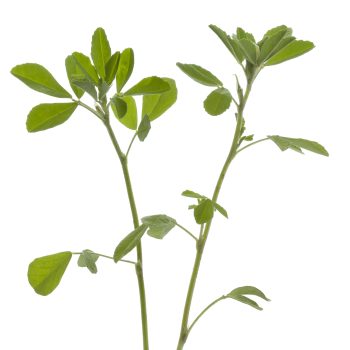 The effect of fenugreek cotyledons on farrowing sows' performance - Nor ...