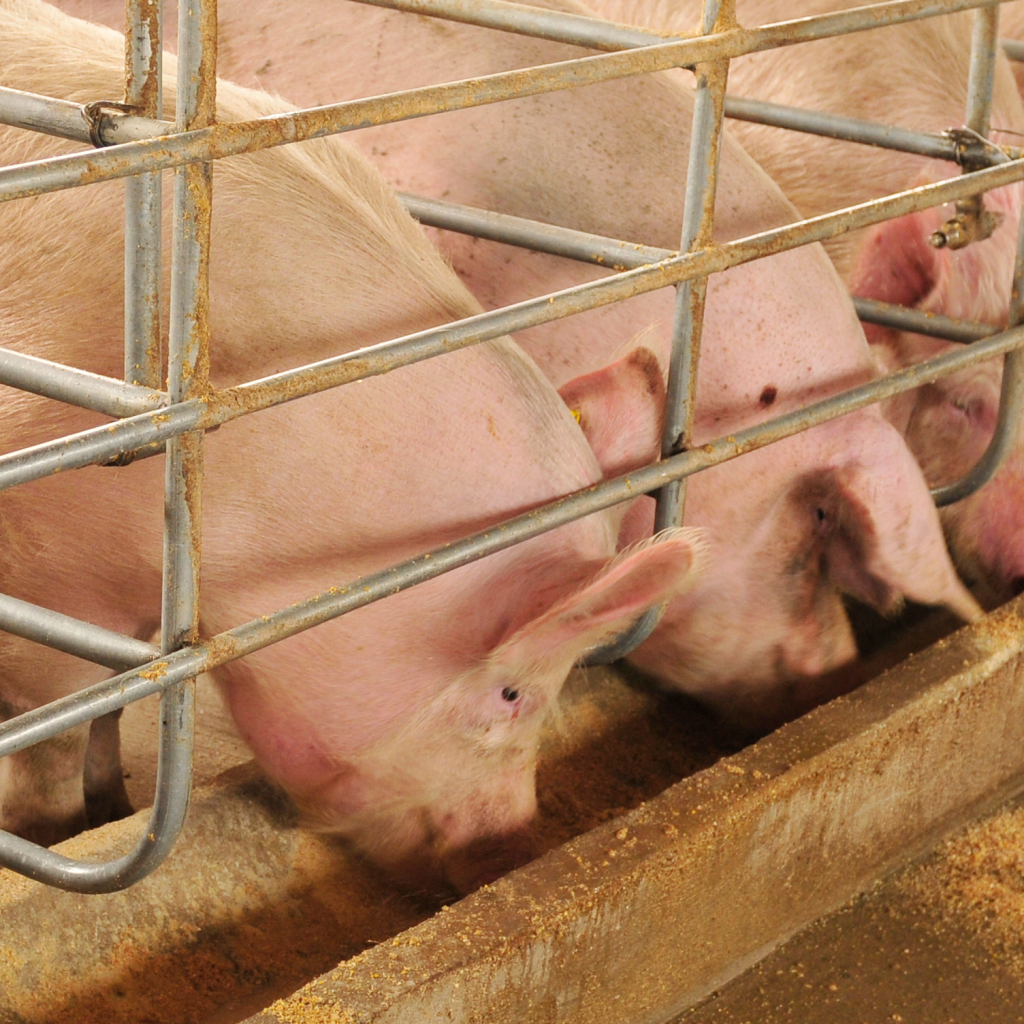 Cotyl M® : improve the feed palatability of livestock animals