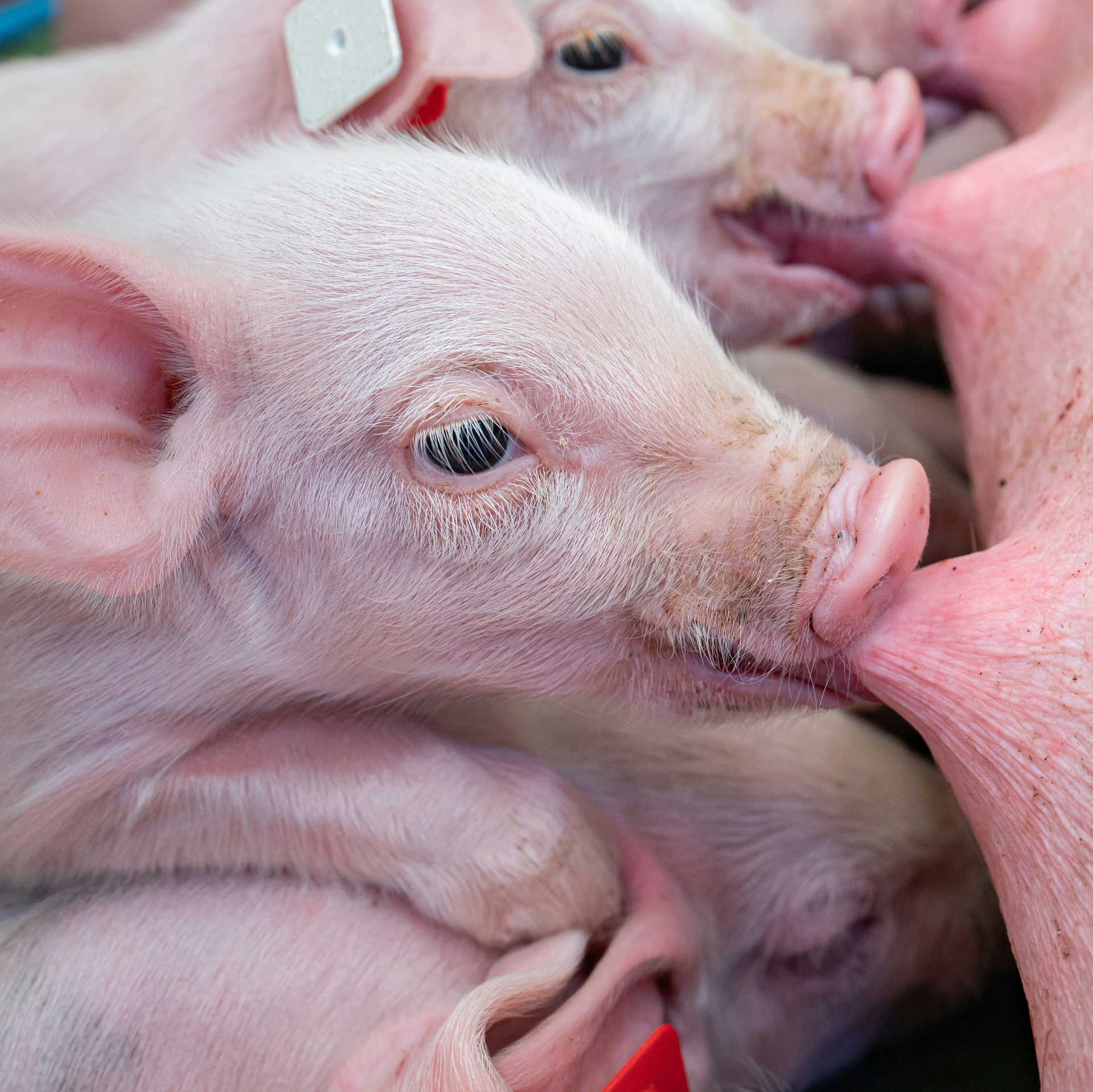 Colostrum quality: an essential aspect to improve piglet's performance ...