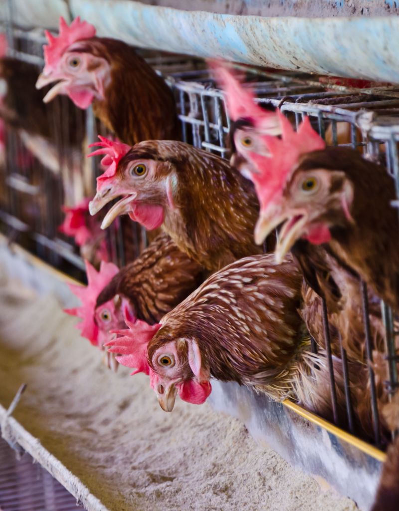 Red mites: an all-out strategy? - Nor-Feed