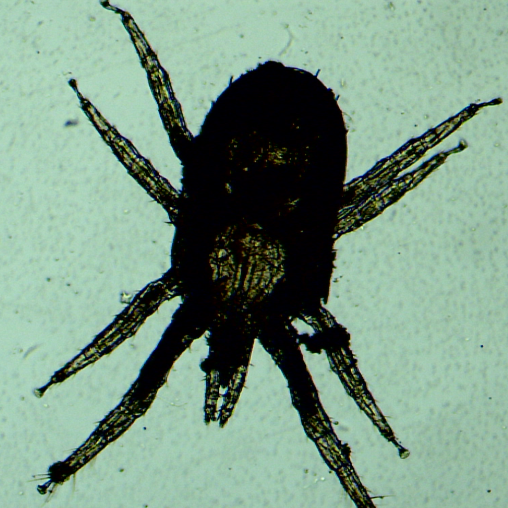 Nor-Mite® : Complementary feed based on repellent essential oils ...