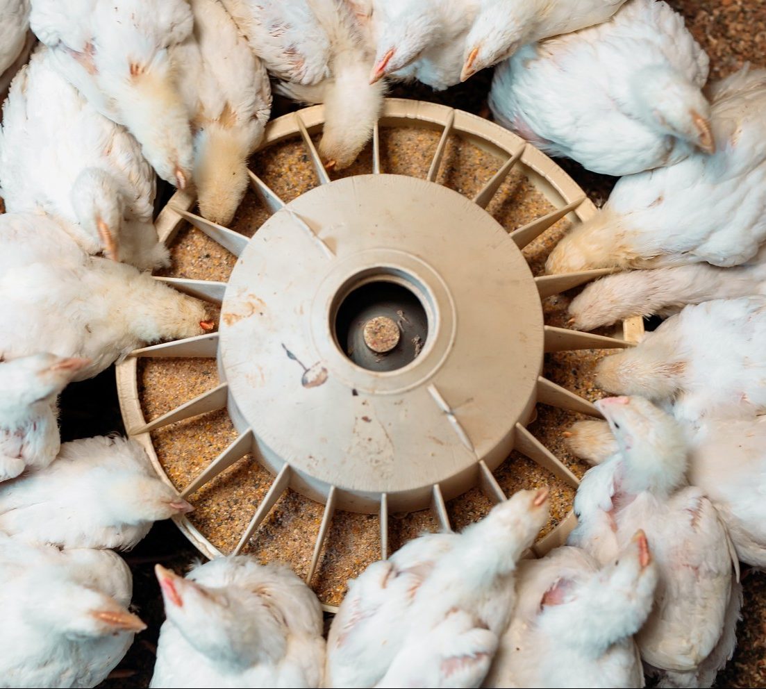 Managing coccidial risk in livestock: Natural and effective products to ...