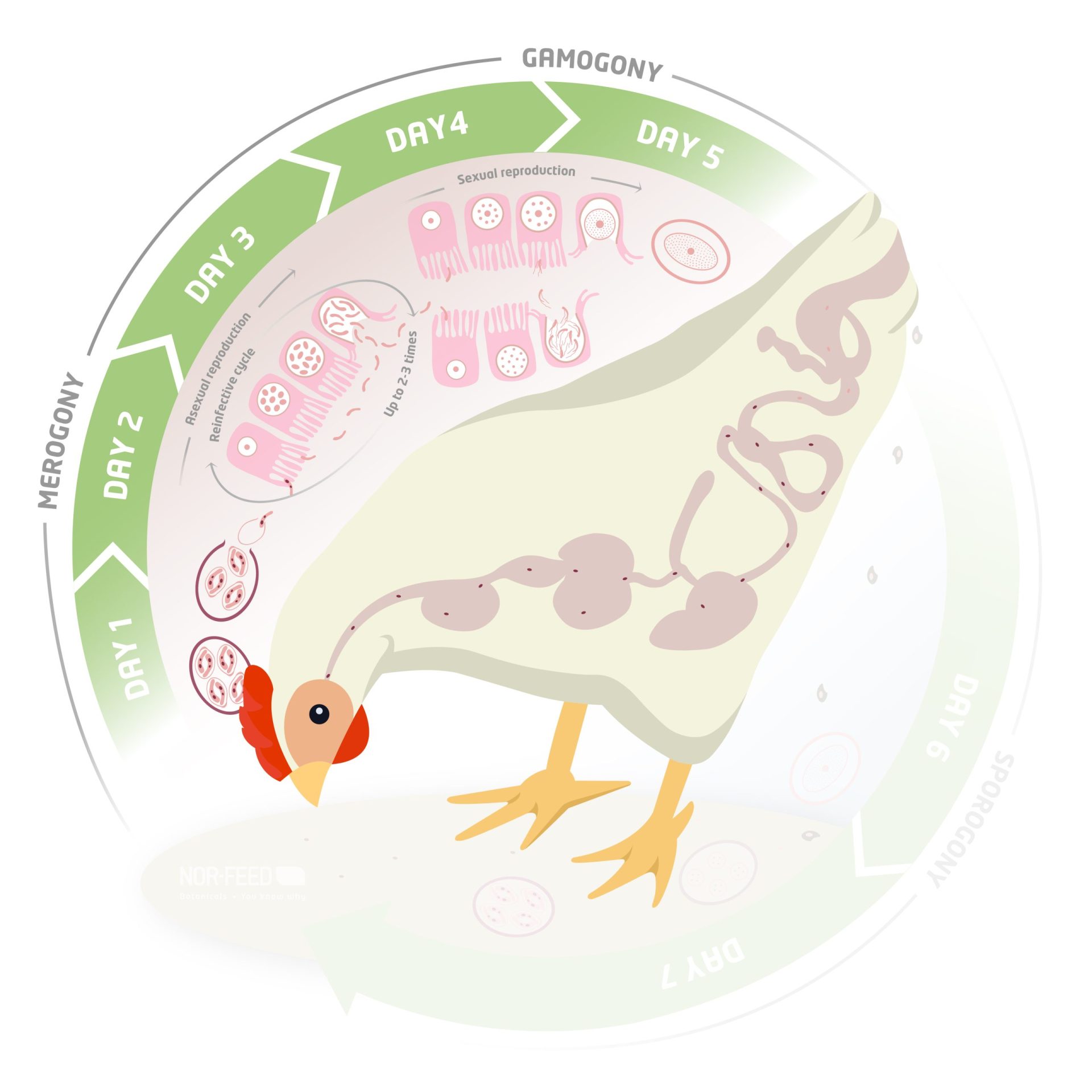 Understanding the spread of Eimeria Oocysts inside the farm - Nor-Feed