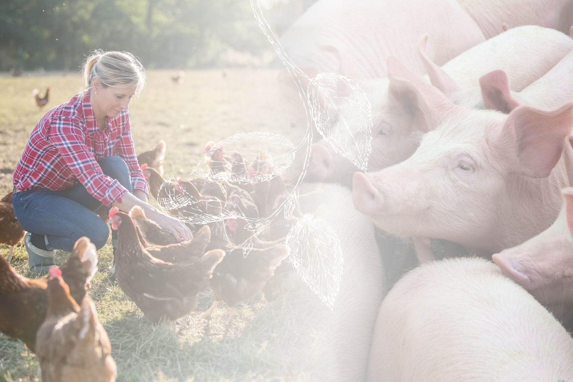 Ready to Use Products – Nor-Feed
