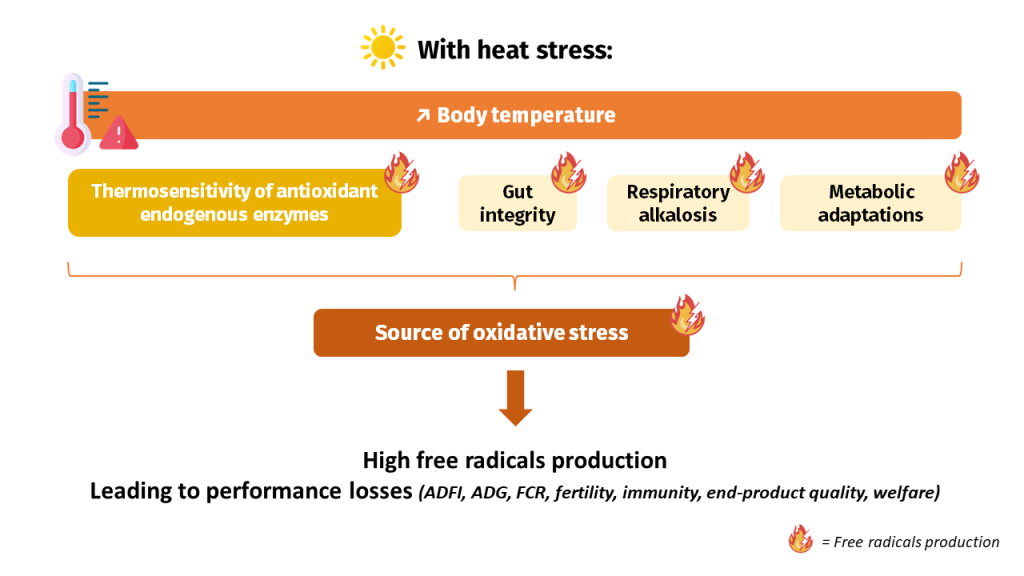 With the heat, comes the stress for livestock! - Nor-Feed