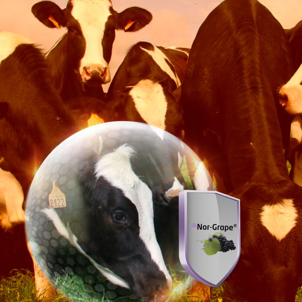 Nor-Feed | Plants and plant extracts for animal nutrition
