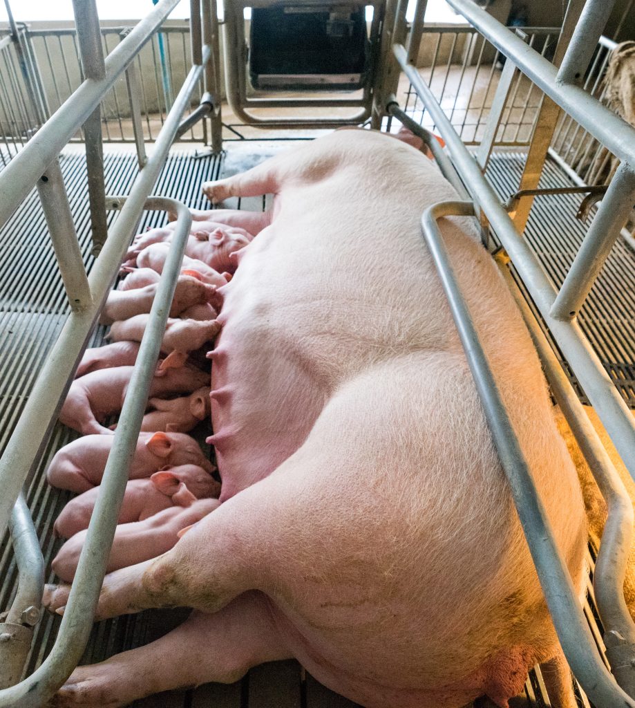 Limiting piglet crushing, for better welfare and performance - Nor-Feed