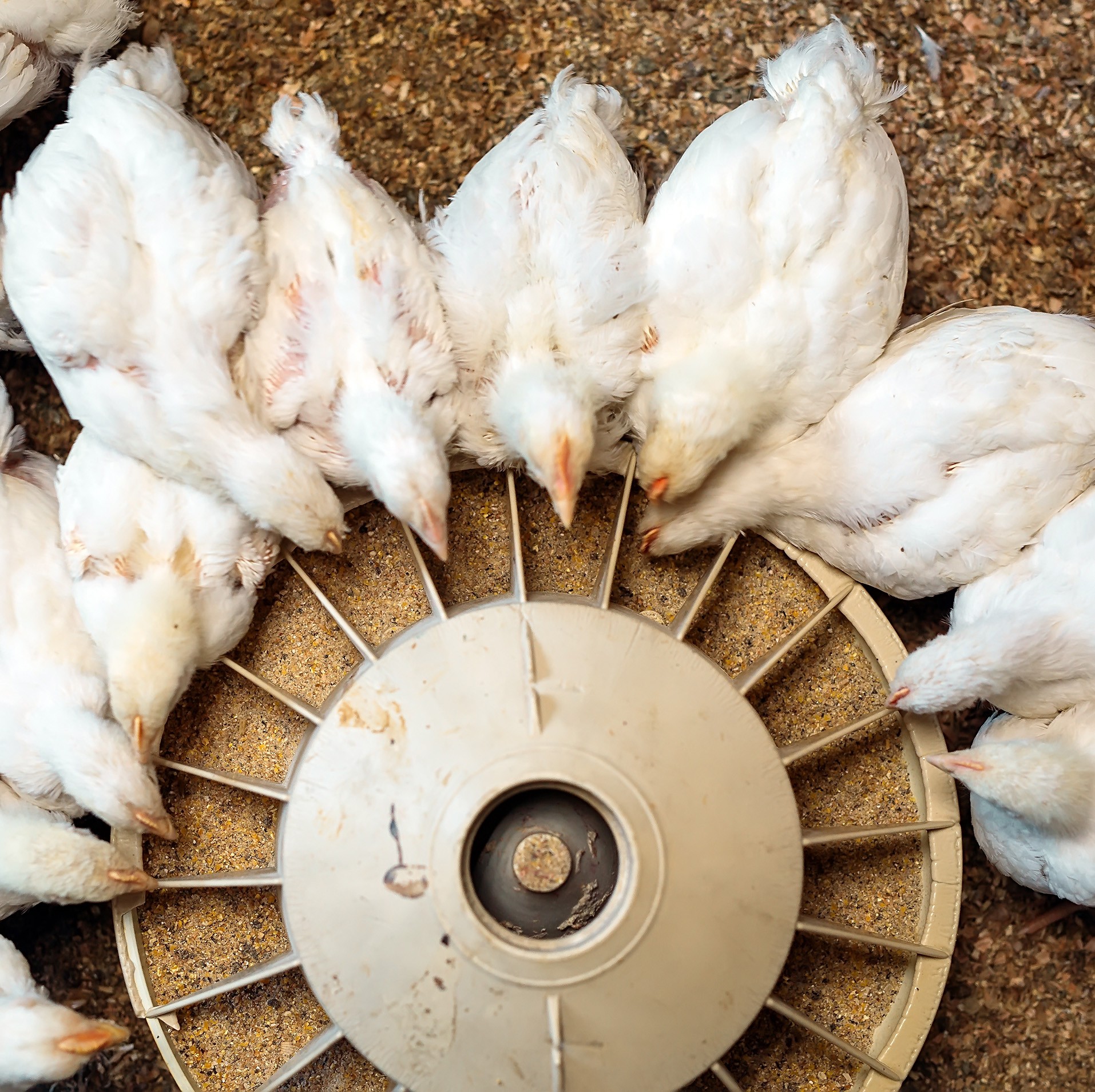 Citrus extract to improve zootechnical performances of broiler chickens ...