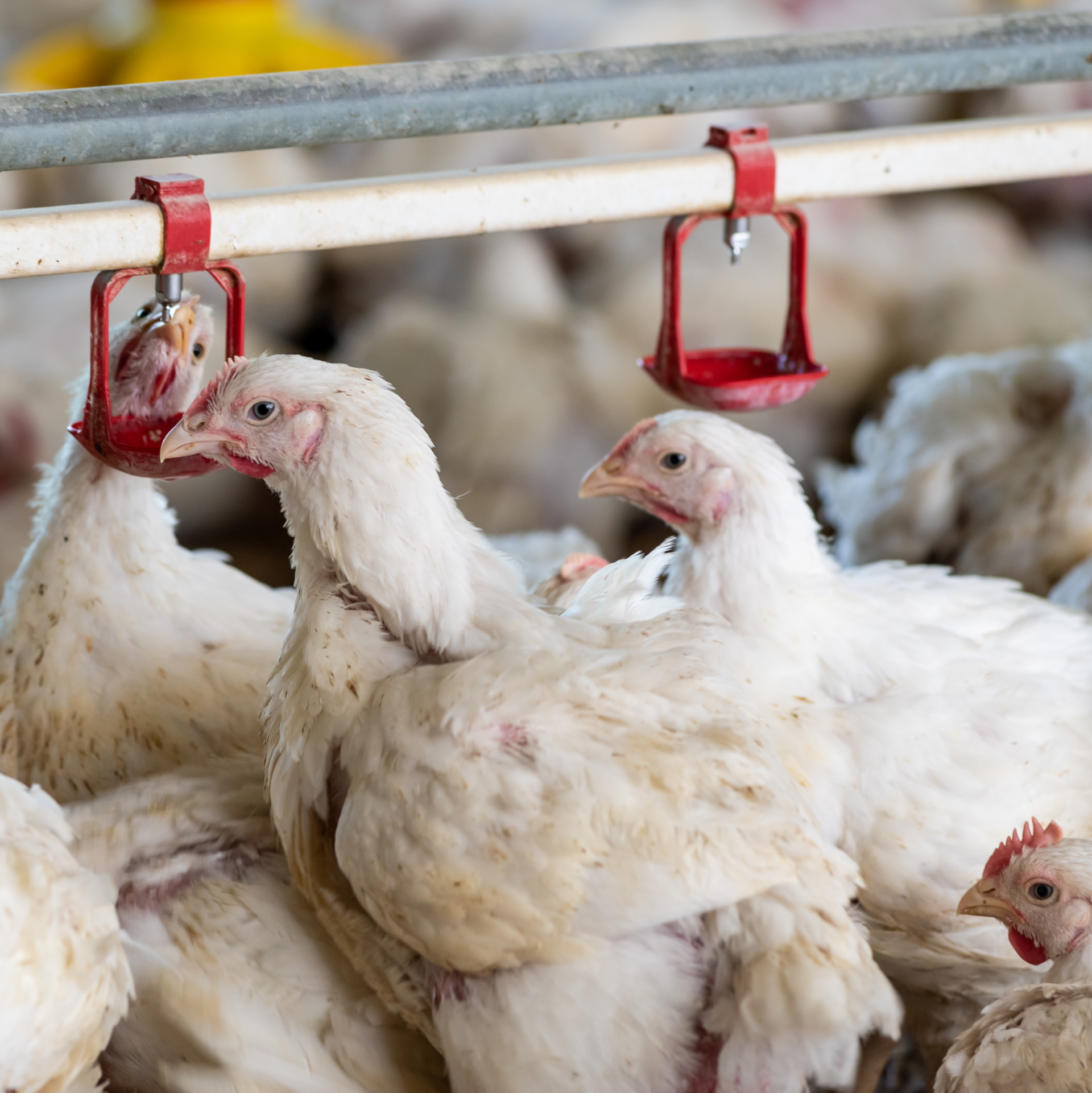 The use of citrus extract to mitigate the environmental footprint of ...