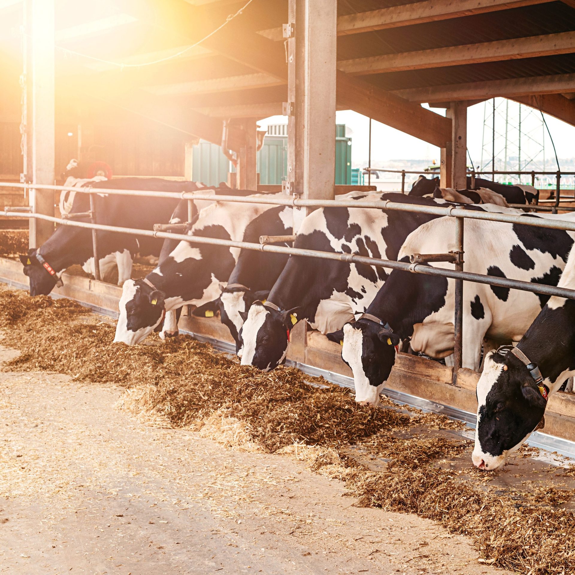 Polyphenols in animal nutrition: diversity and standardization - Nor-Feed