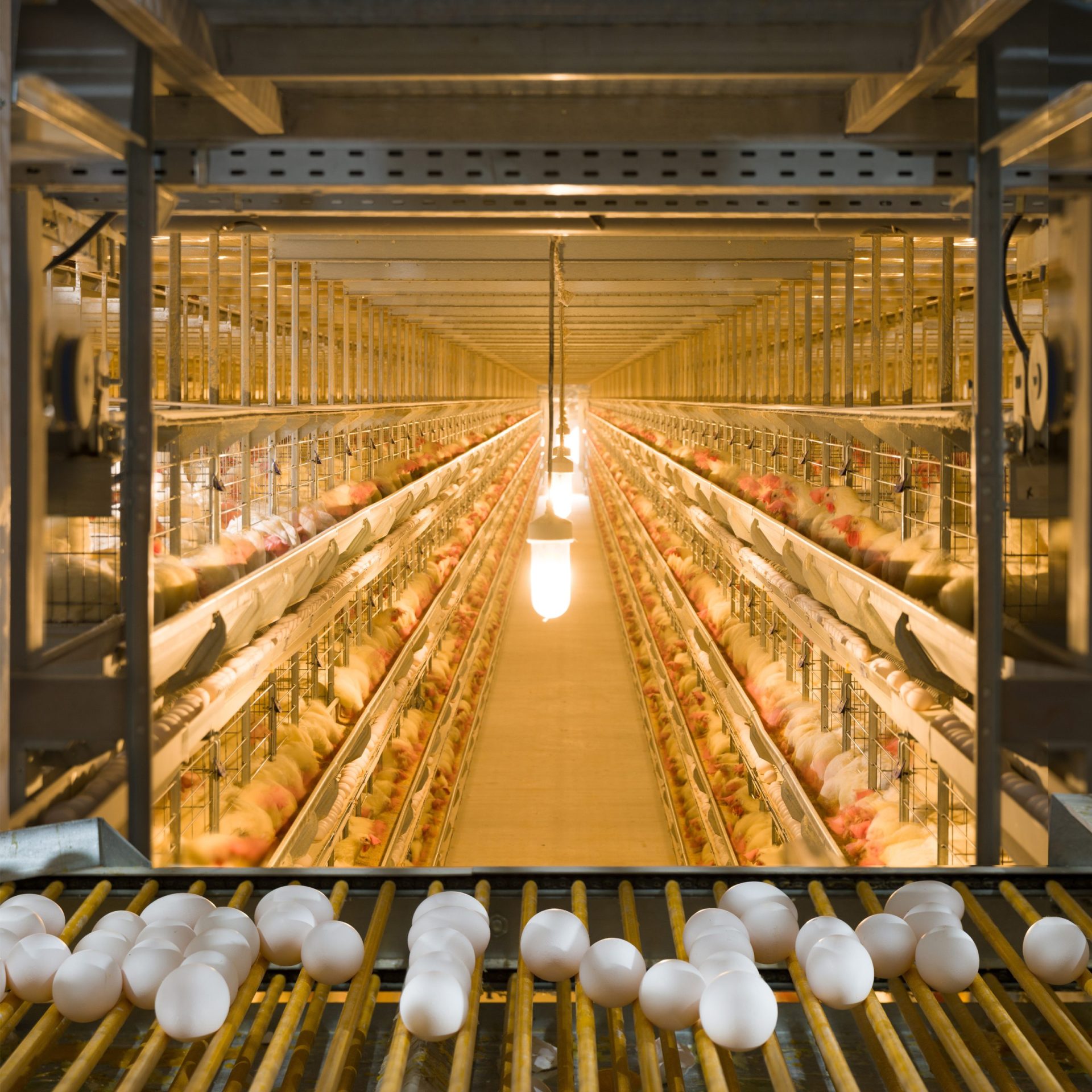 Hatchability in Poultry: The Role of Selected Grape Polyphenols in ...