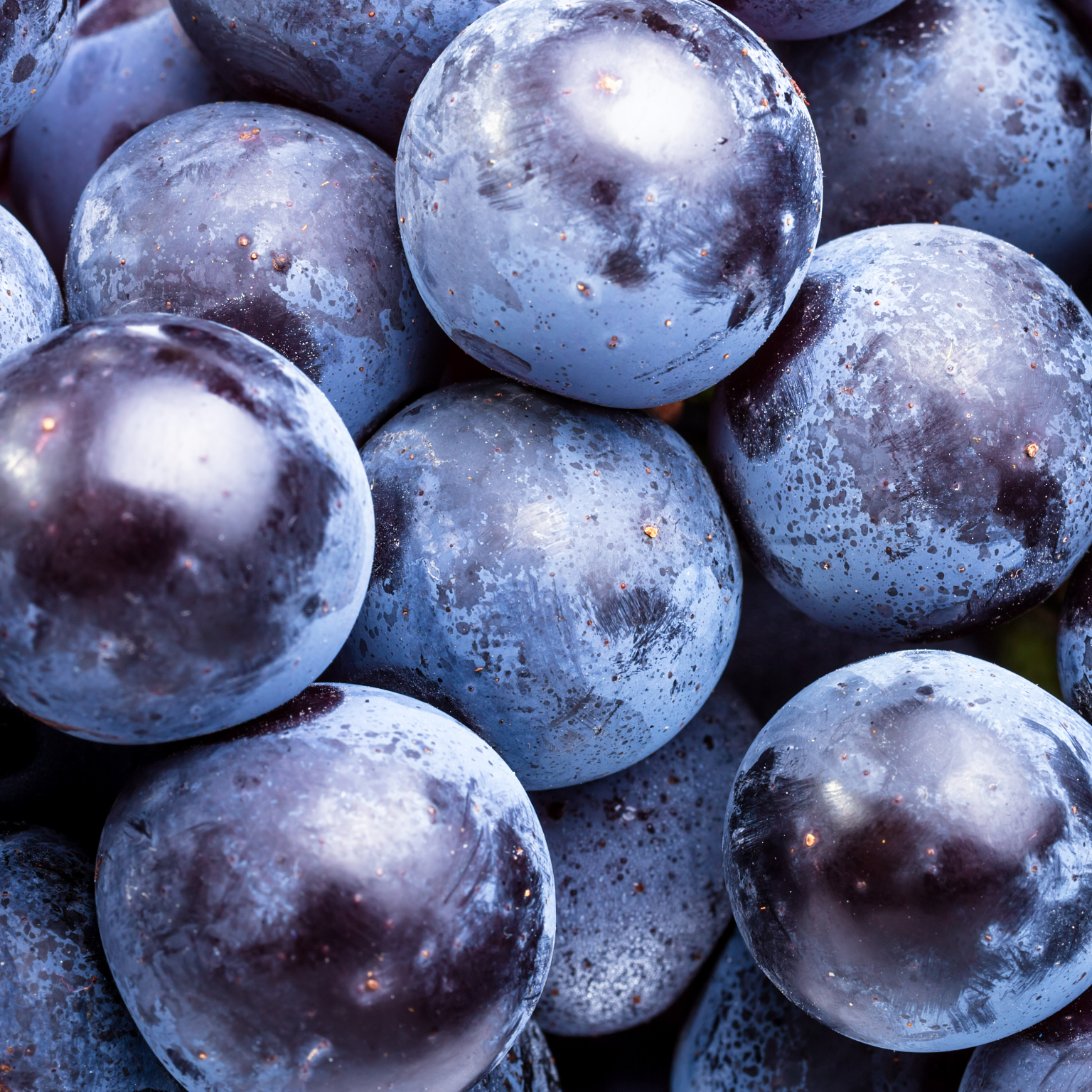 Nor-Feed | Plants and plant extracts for animal nutrition and health
